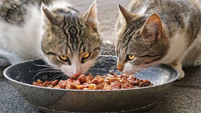 Berikut Rekomendasi Makanan Kucing yang Paling Disukai